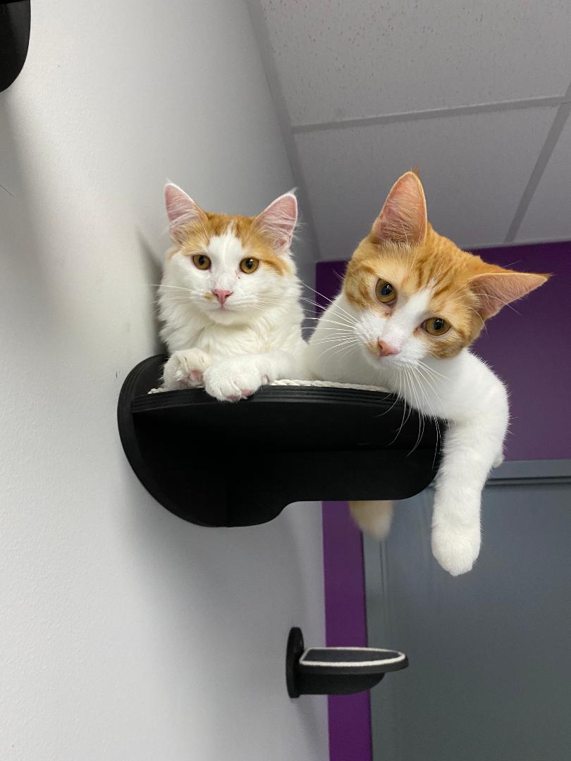 Schedule Appointment with Sugar Kittens Liberty