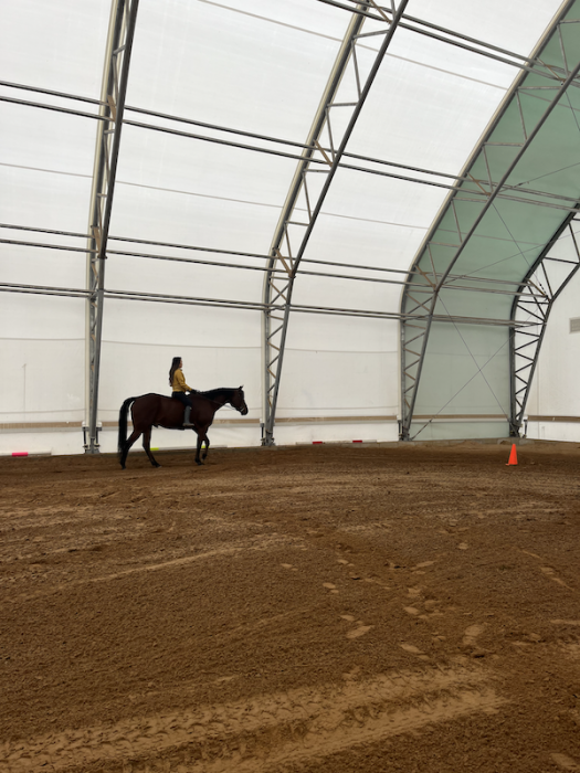 Schedule Appointment with Lucky Stables LLC 🍀