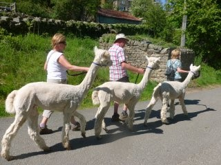 The Alpaca Trekking Centre