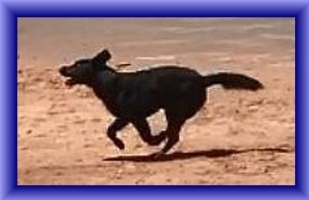 Schedule Appointment with Hot Diggity Dog