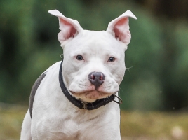 Schedule Appointment with EZ Dog Training