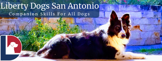 Schedule Appointment with Liberty Dogs San Antonio
